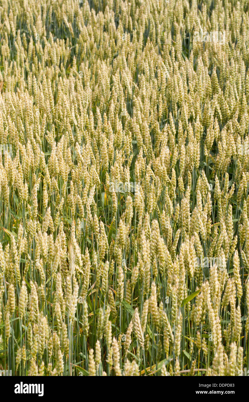 Oat grains growing in farm hi-res stock photography and images - Alamy