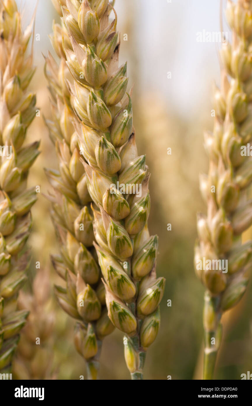 Yellow wheat growing in a farm field Stock Photo - Alamy