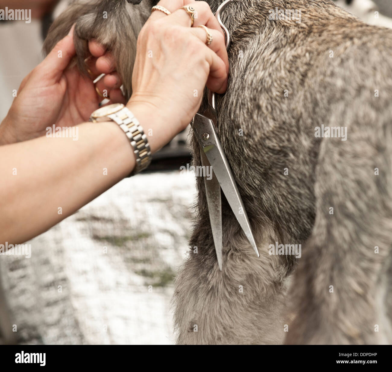 Breed dog sheer hi-res stock photography and images - Alamy