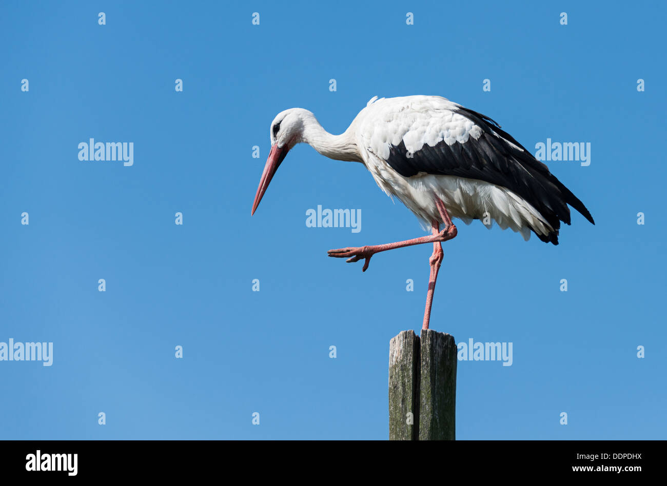 Stork with baby hi-res stock photography and images - Alamy