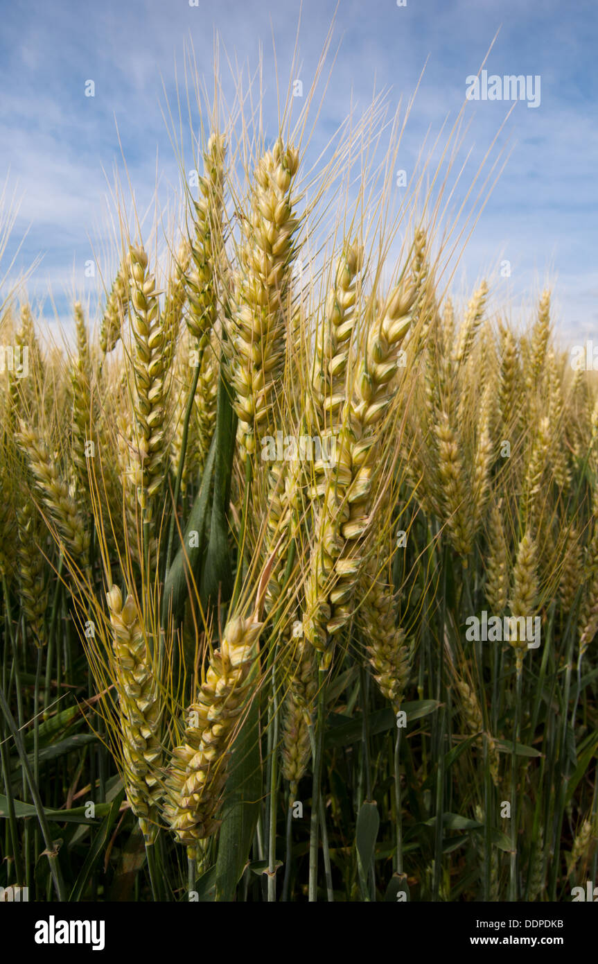 Yellow wheat growing in a farm field Stock Photo - Alamy