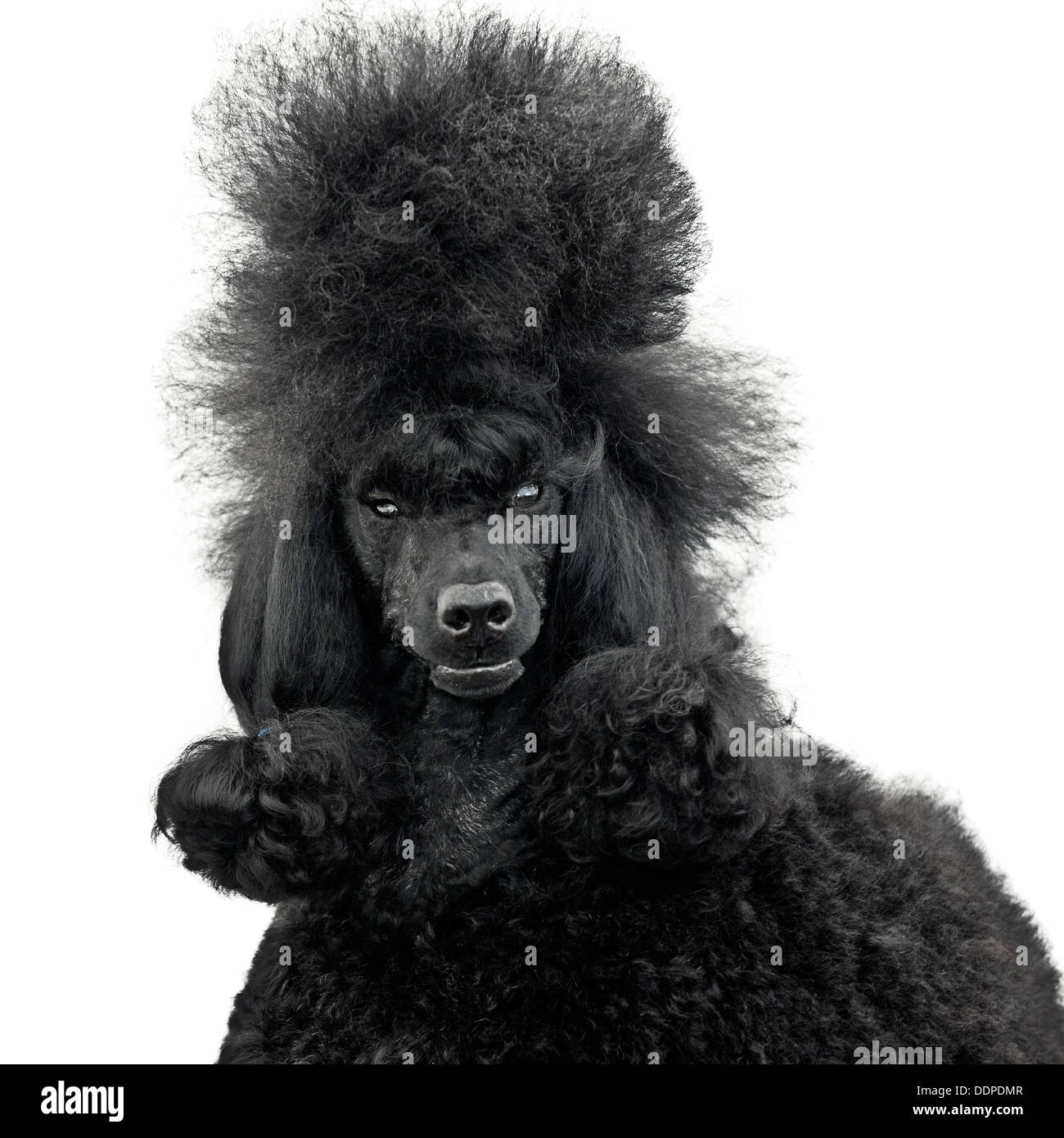 black poodle dog portrait Stock Photo - Alamy