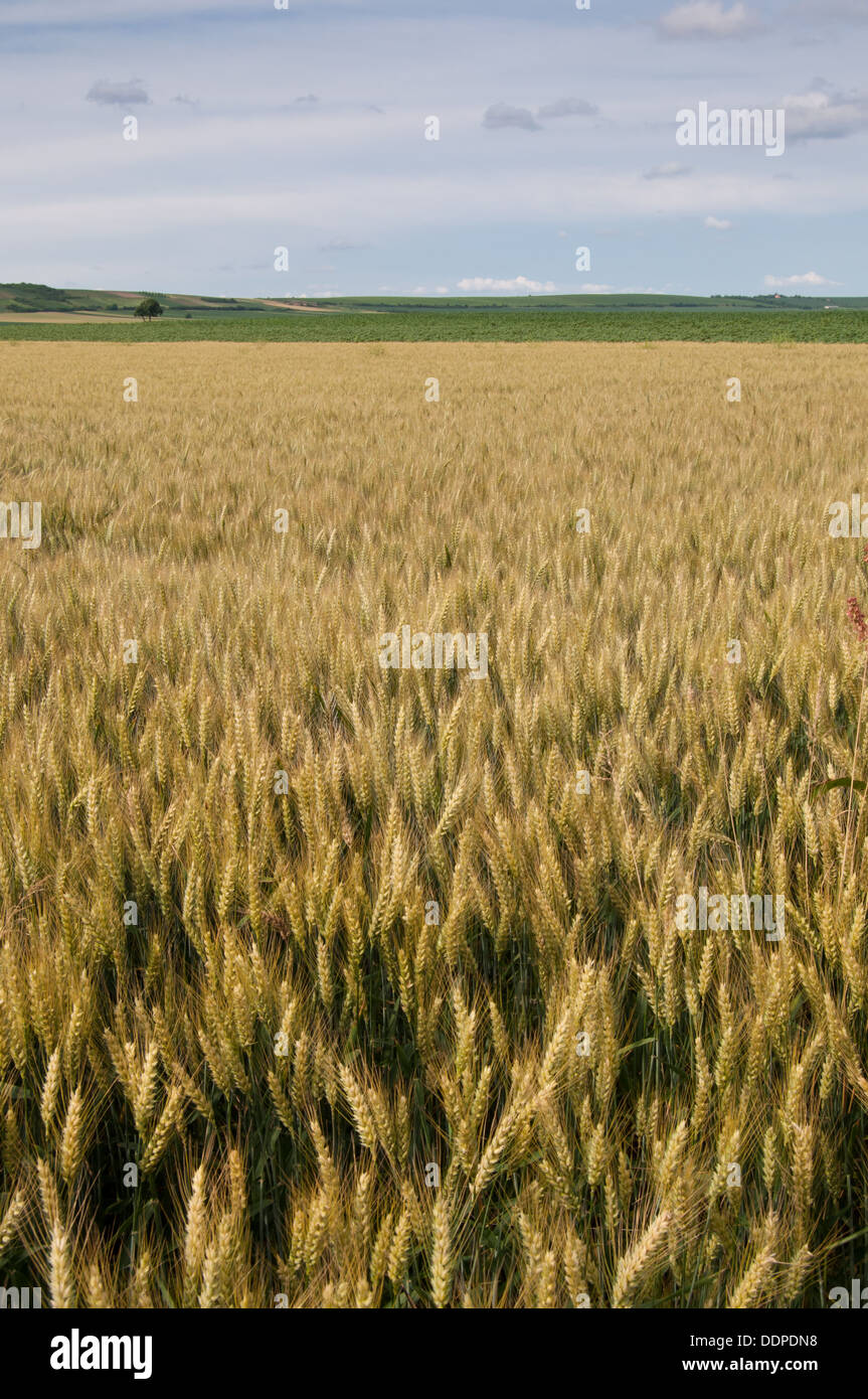 Yellow wheat growing in a farm field Stock Photo - Alamy