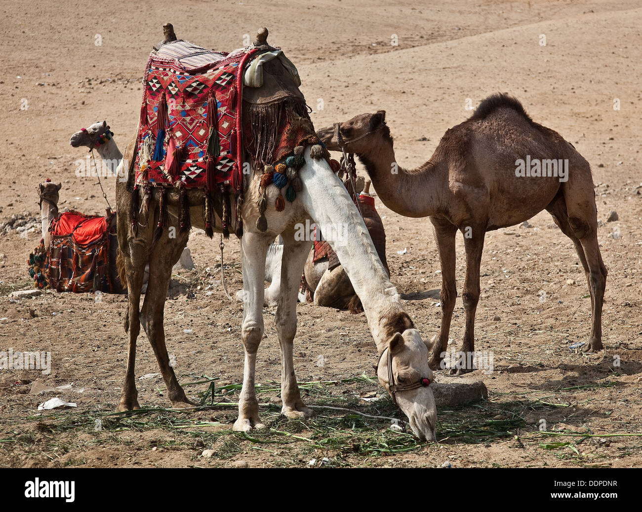 Camels grazing near the pyramids outside Cairo, Egypt - October, 2011 ...