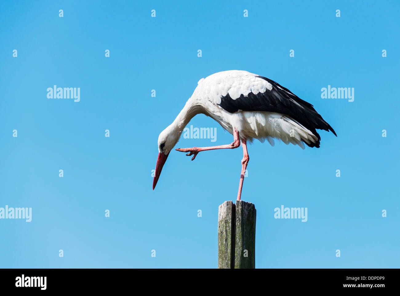 Black stork standing on hi-res stock photography and images - Alamy
