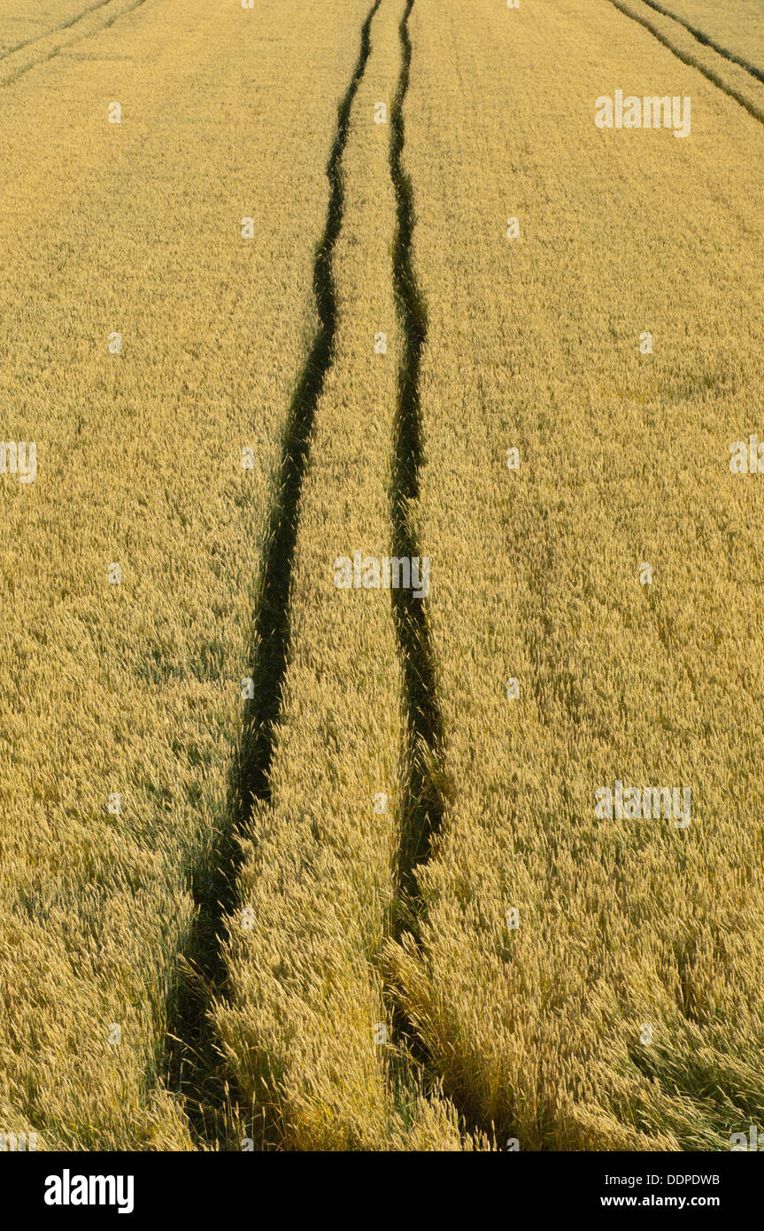 Yellow wheat growing in a farm field Stock Photo - Alamy