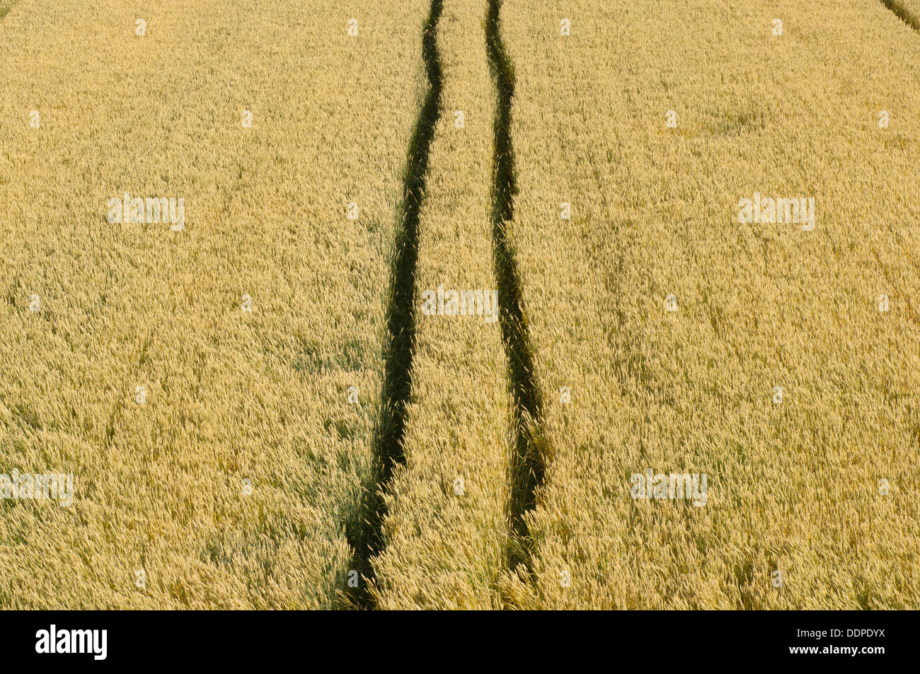 Yellow wheat growing in a farm field Stock Photo - Alamy