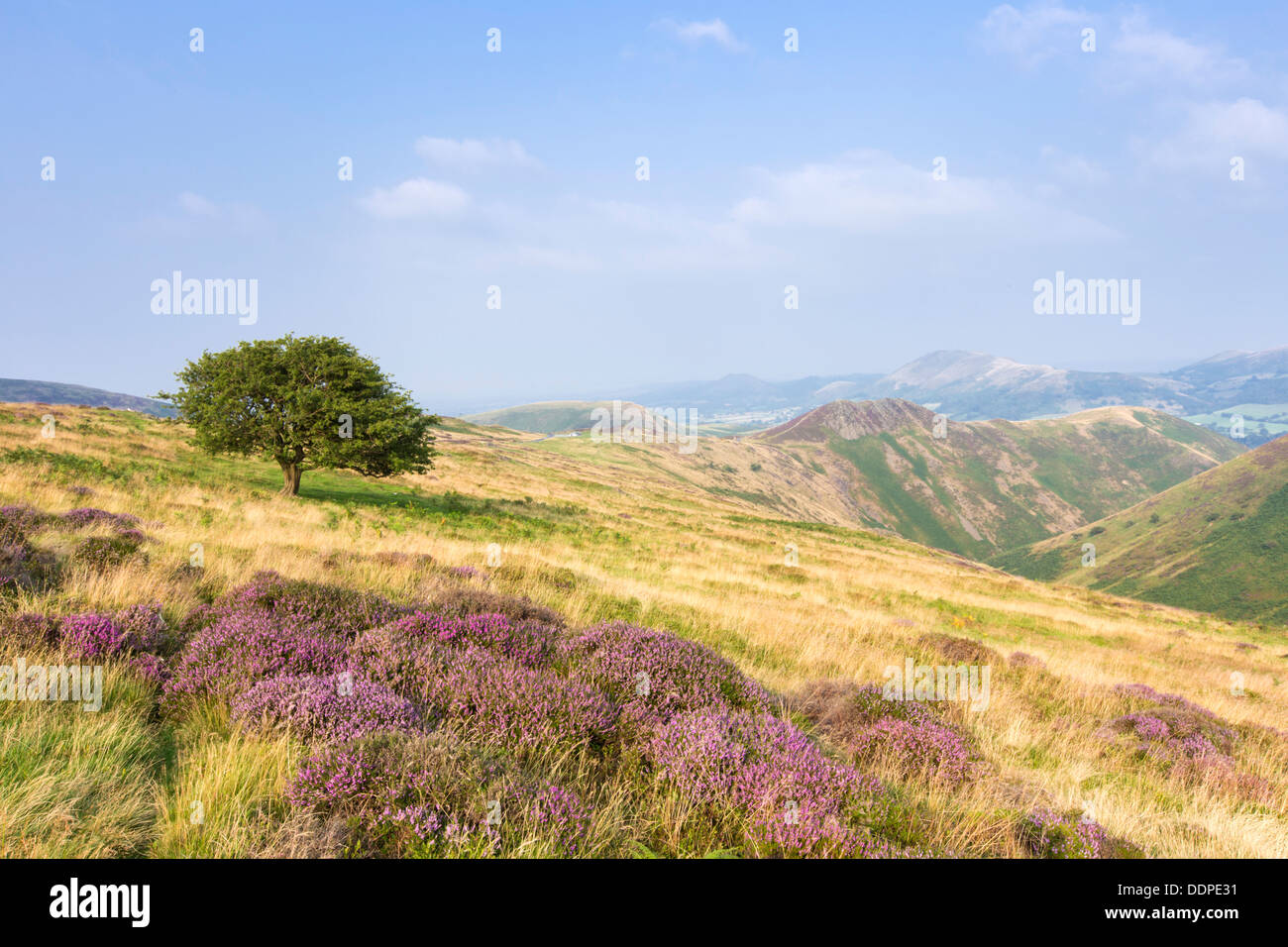 Looking across the Stretton Hills from the Long Mynd and the distant ...