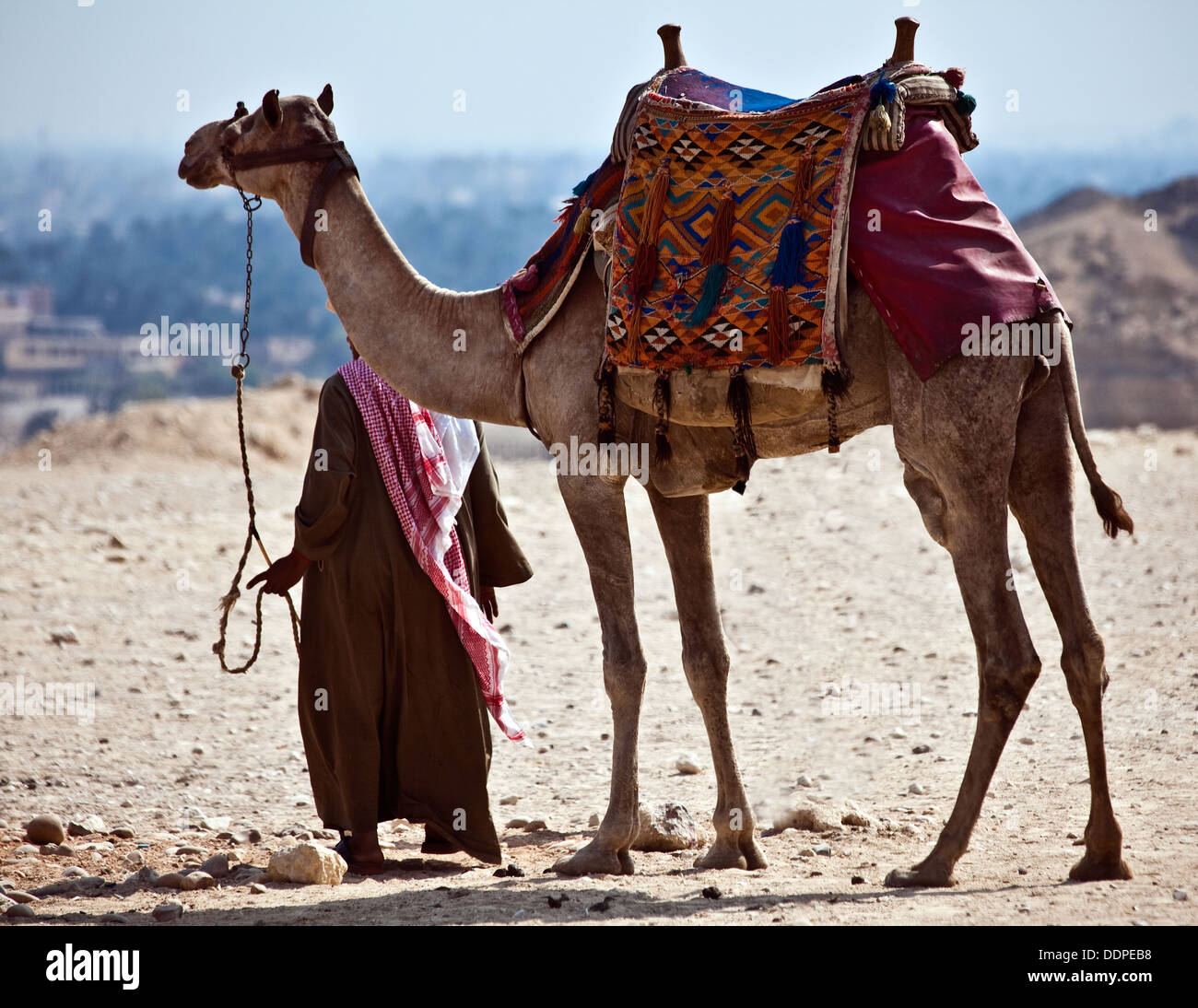 Camel at the Pyramids outside Cairo, Egypt - October, 2011 Stock Photo ...