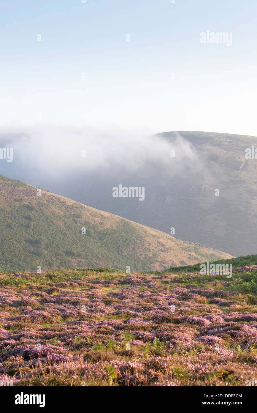 Early morning on Heather covered moorland, Long Mynd, Shropshire ...
