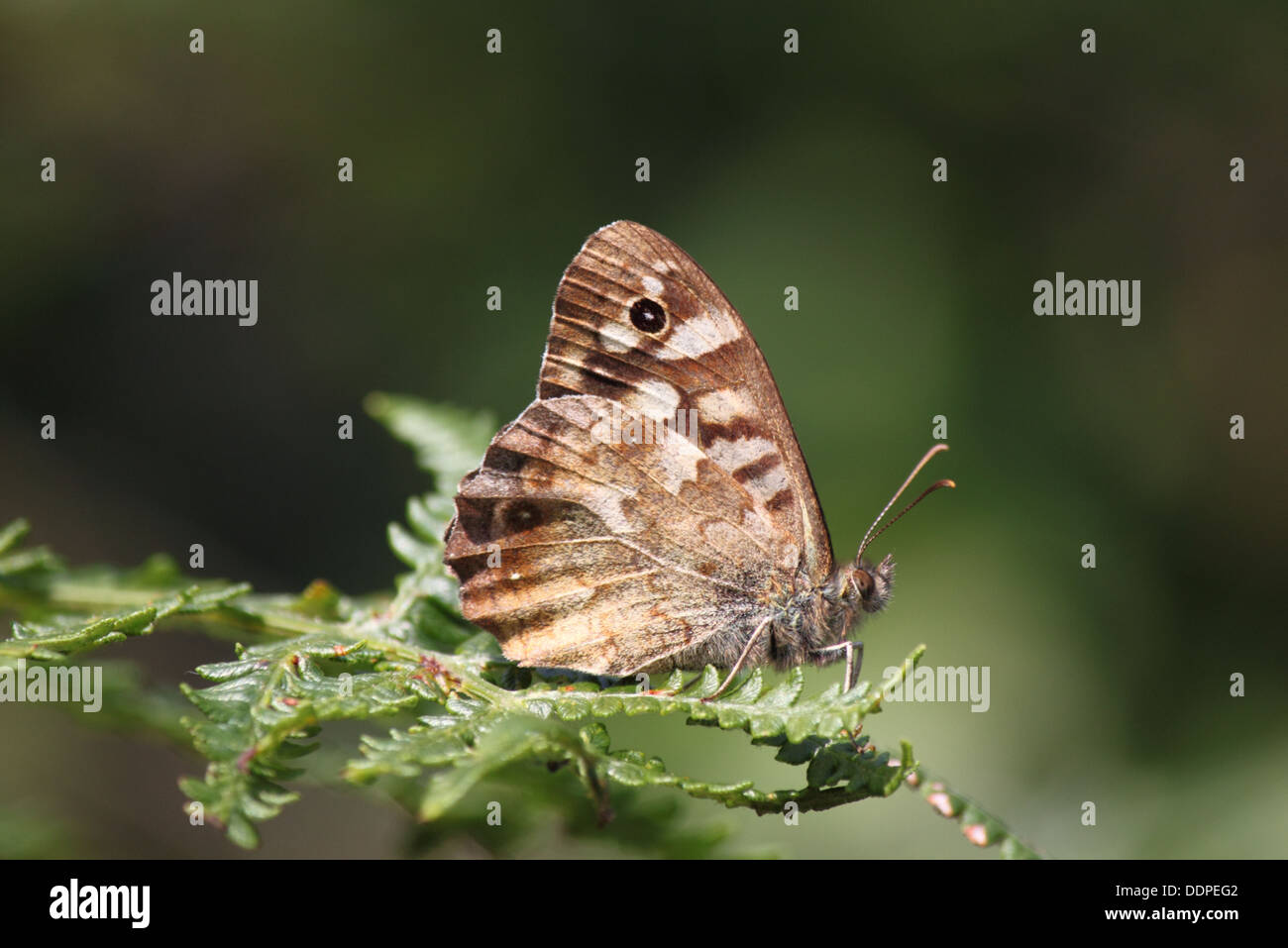 Butterfly at rest hi-res stock photography and images - Alamy