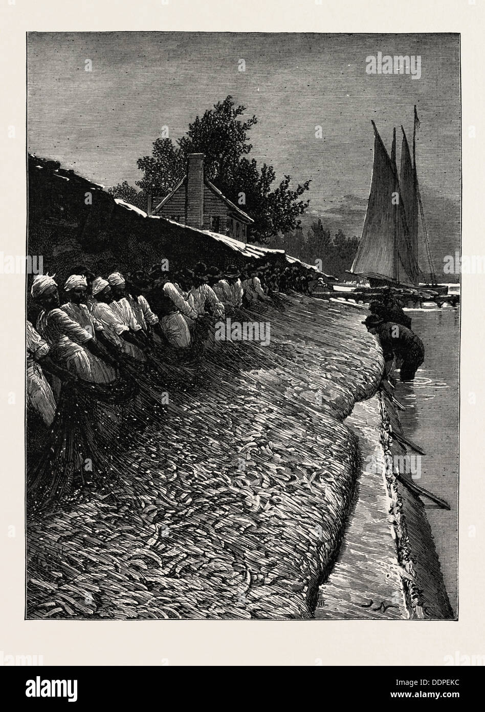 American shad hi-res stock photography and images - Alamy