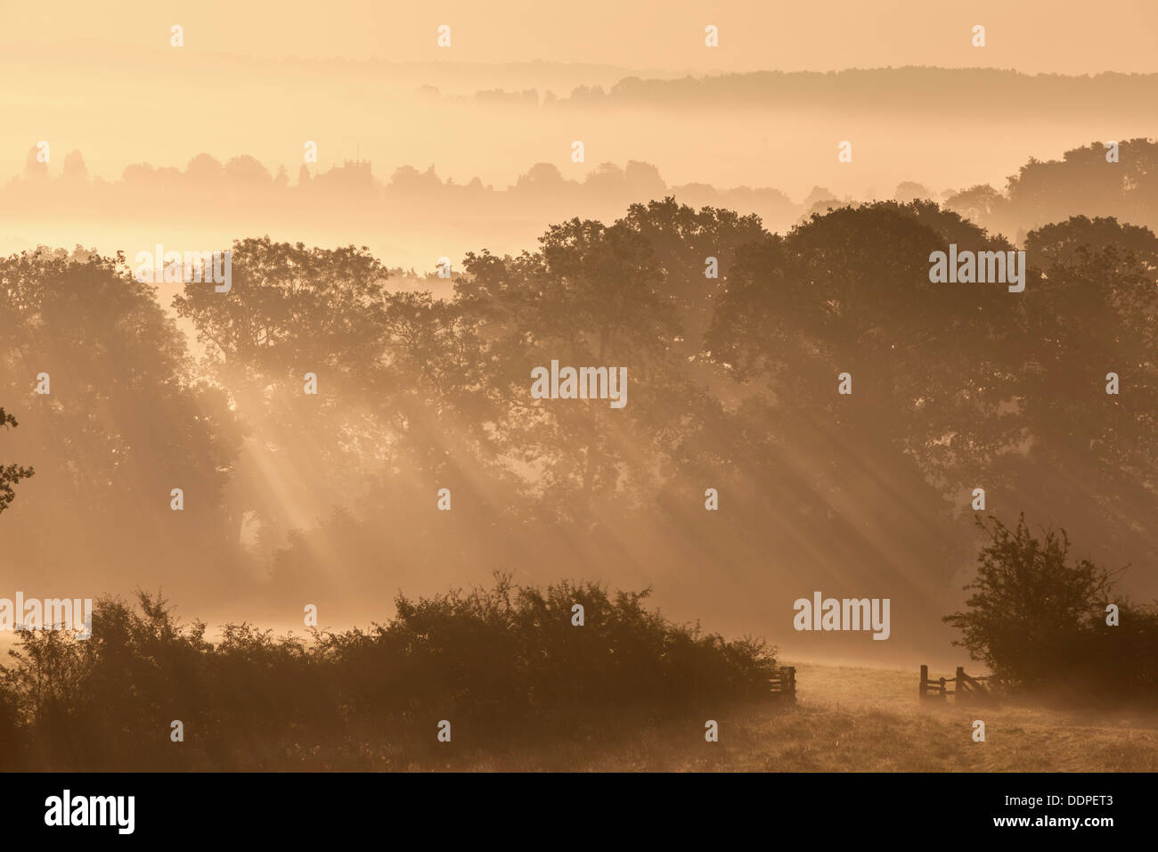 Morning sun rays through Oak trees, Worcestershire, England, UK Stock ...