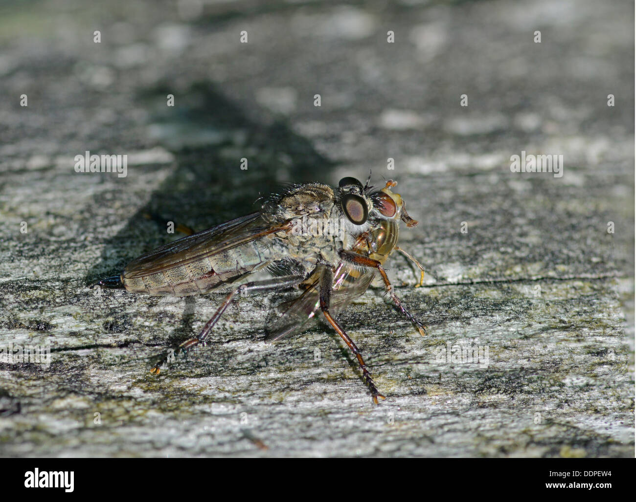 Robber Fly (Asilidae) with captured Hoverfly Stock Photo - Alamy