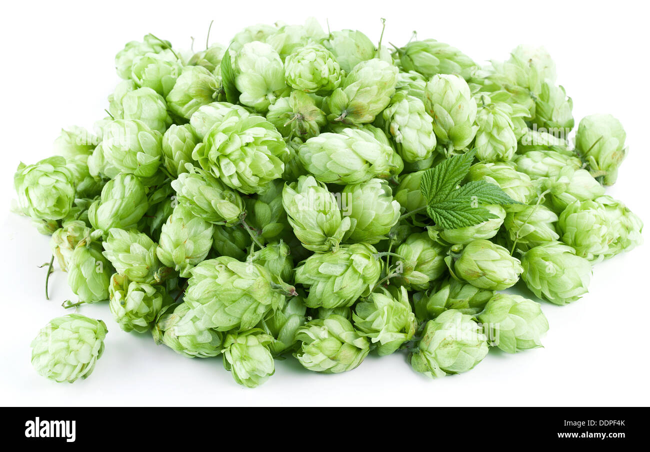 Inflorescence of hops on a white background Stock Photo - Alamy