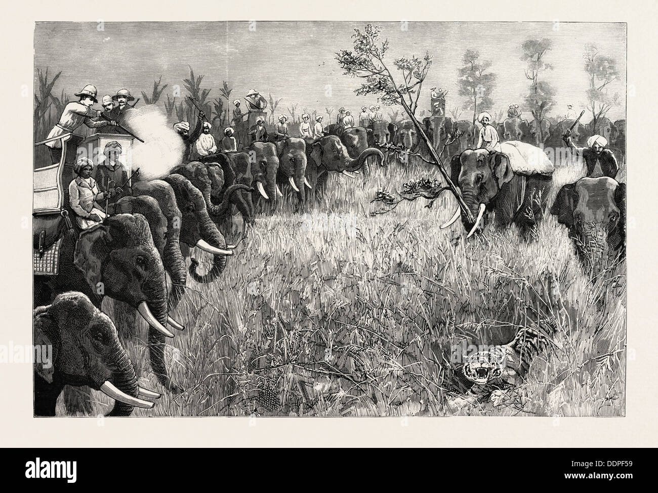 TIGER SHOOTING IN INDIA, engraving 1890 Stock Photo - Alamy