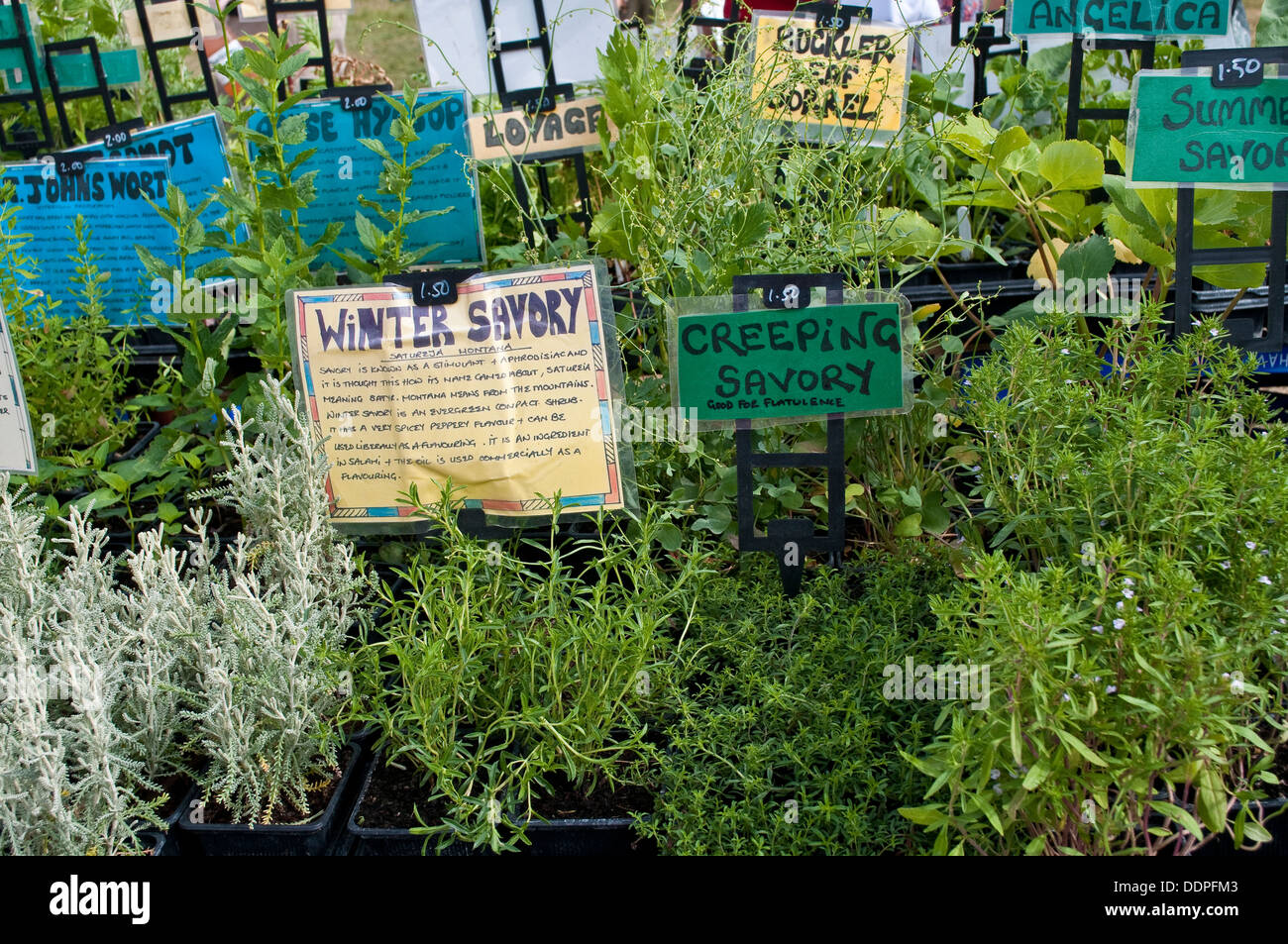 Potted herbs display, Lambeth Country Show 2013, Brockwell Park, London ...