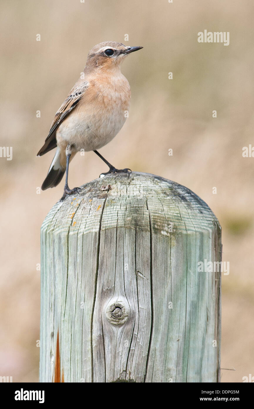 Rare wheatear in uk hi-res stock photography and images - Alamy