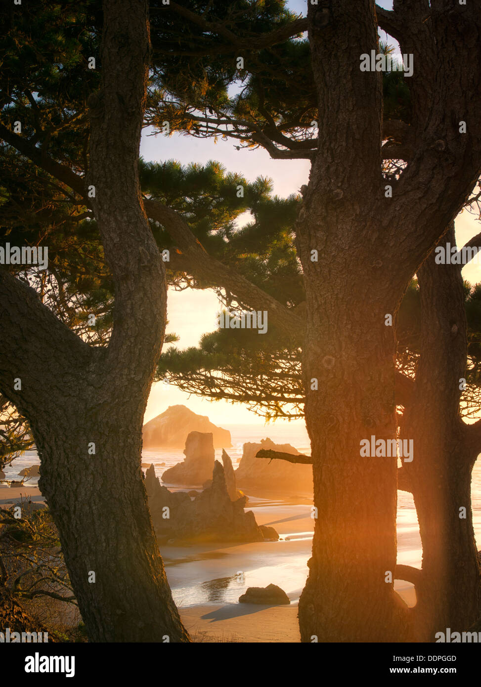 Trees and beach hi-res stock photography and images - Alamy