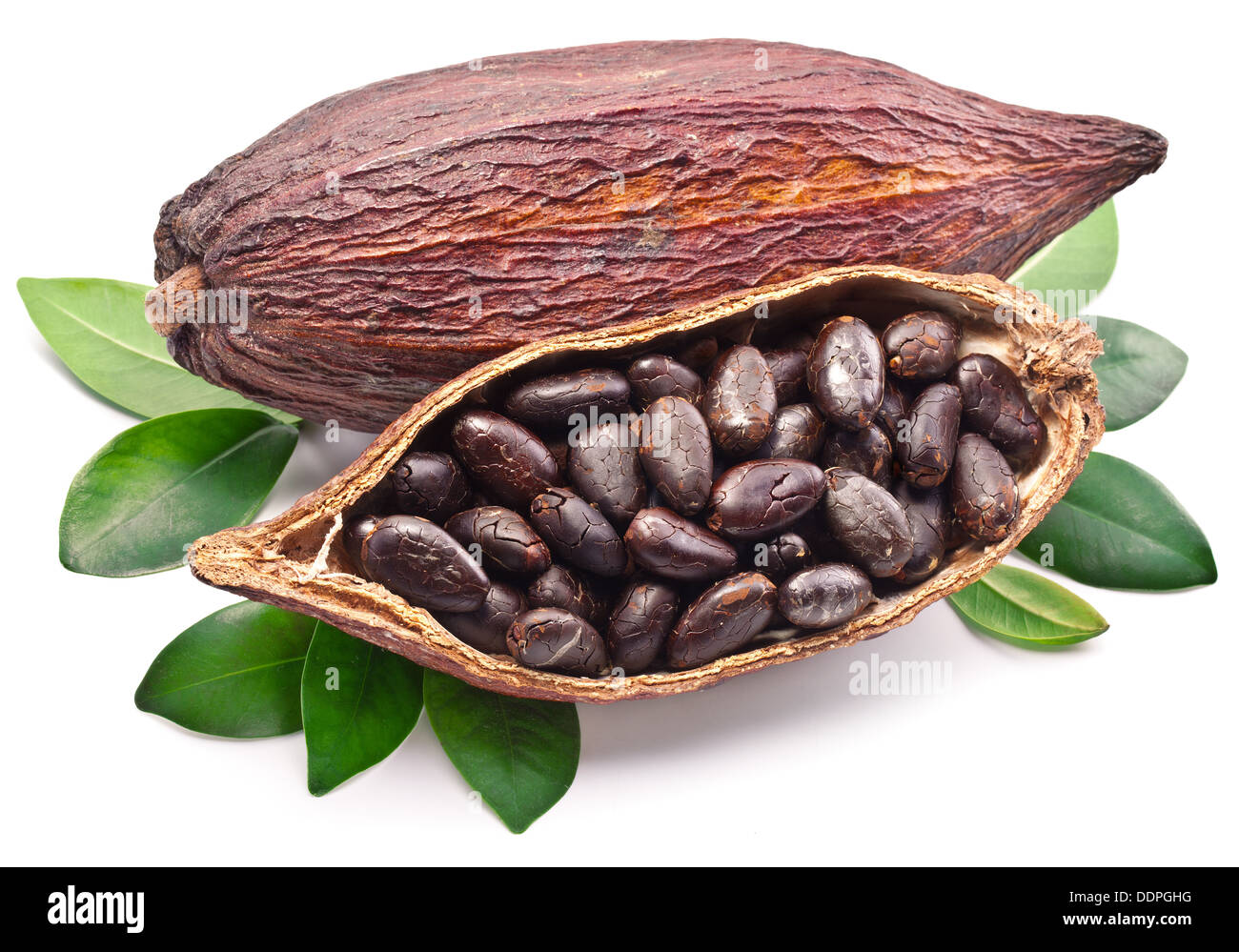 Cocoa pod on a white background Stock Photo - Alamy
