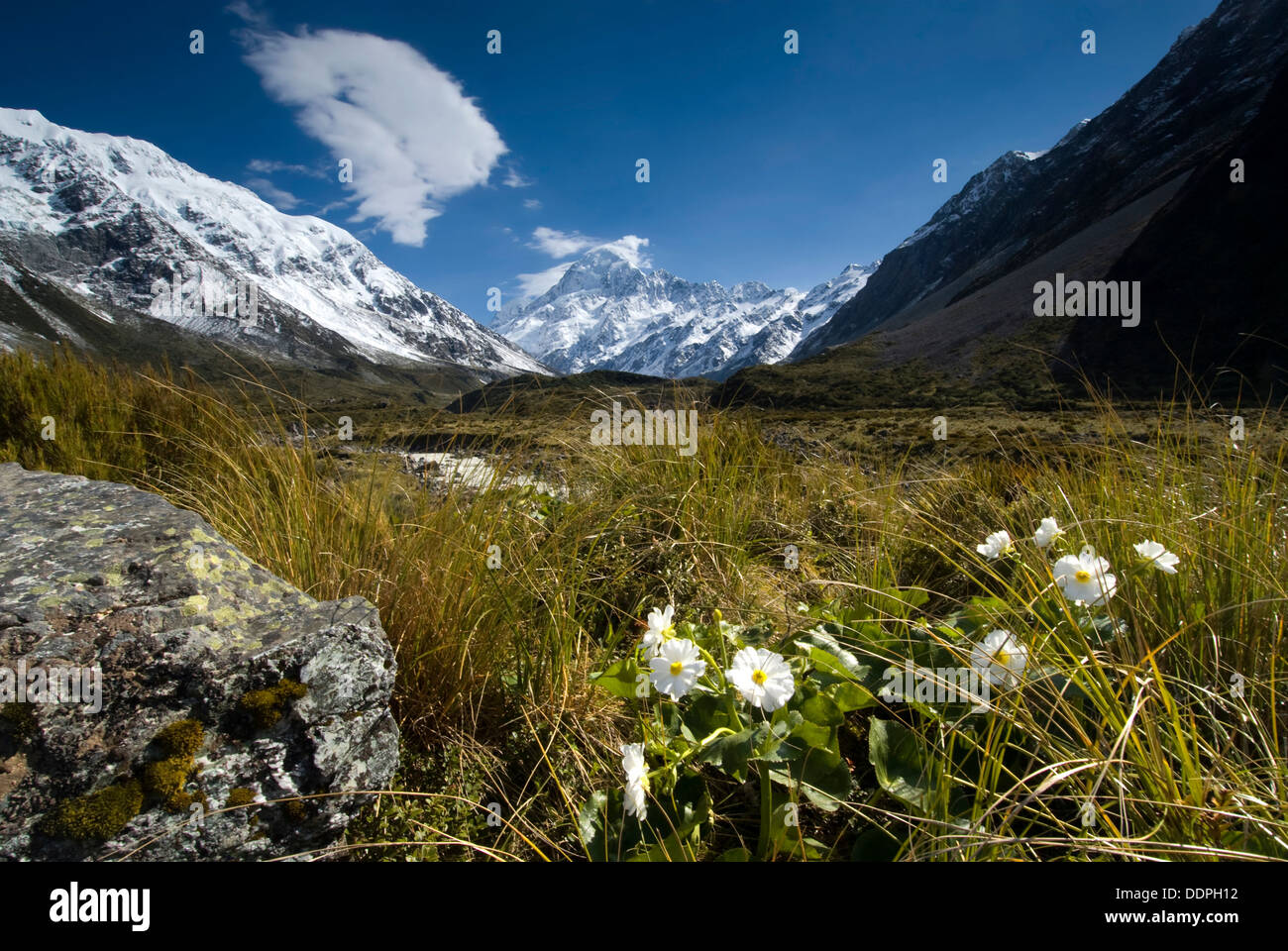 Mount Cook lily in the Hooker Valley, Mount Cook National Park, South ...