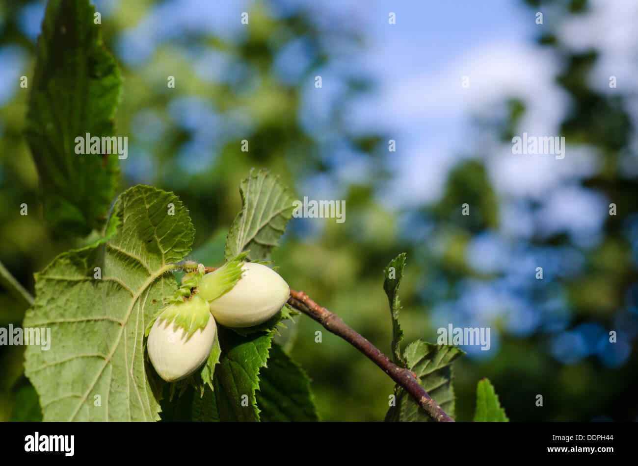Group of hazel nuts hi-res stock photography and images - Alamy