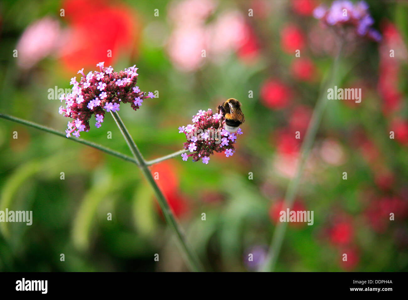 Honey Bee on wildflowers Stock Photo - Alamy