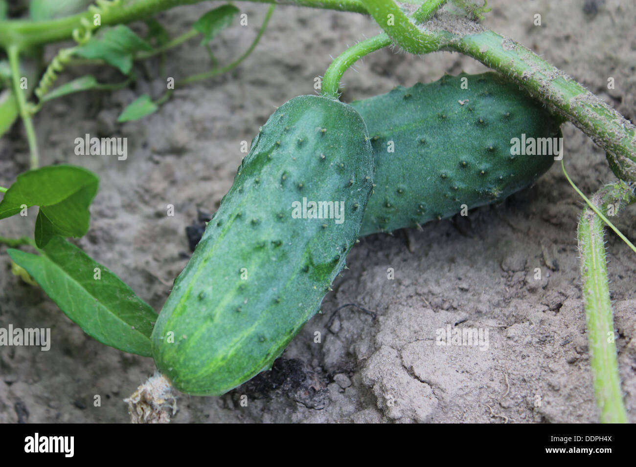 Image of fruits hi-res stock photography and images - Alamy