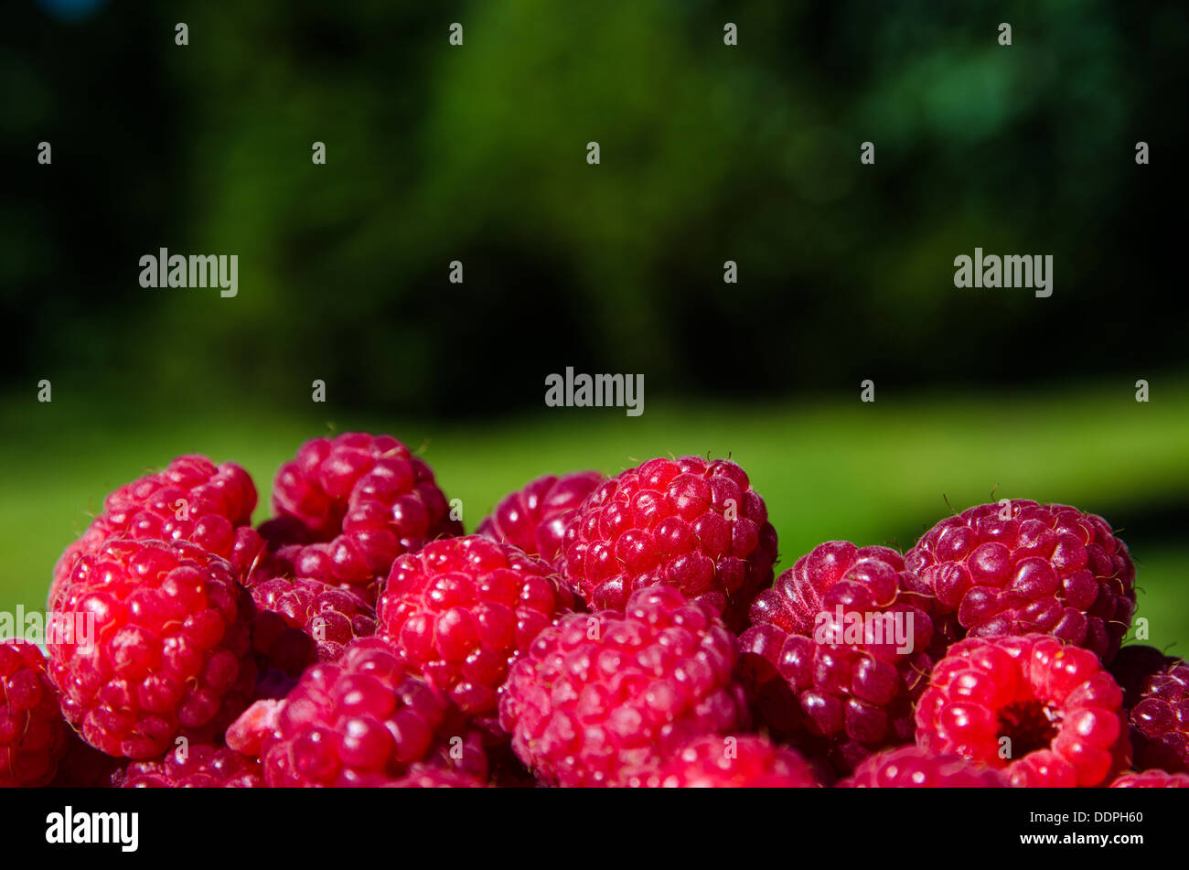 Raspberries closeup at a green background Stock Photo - Alamy