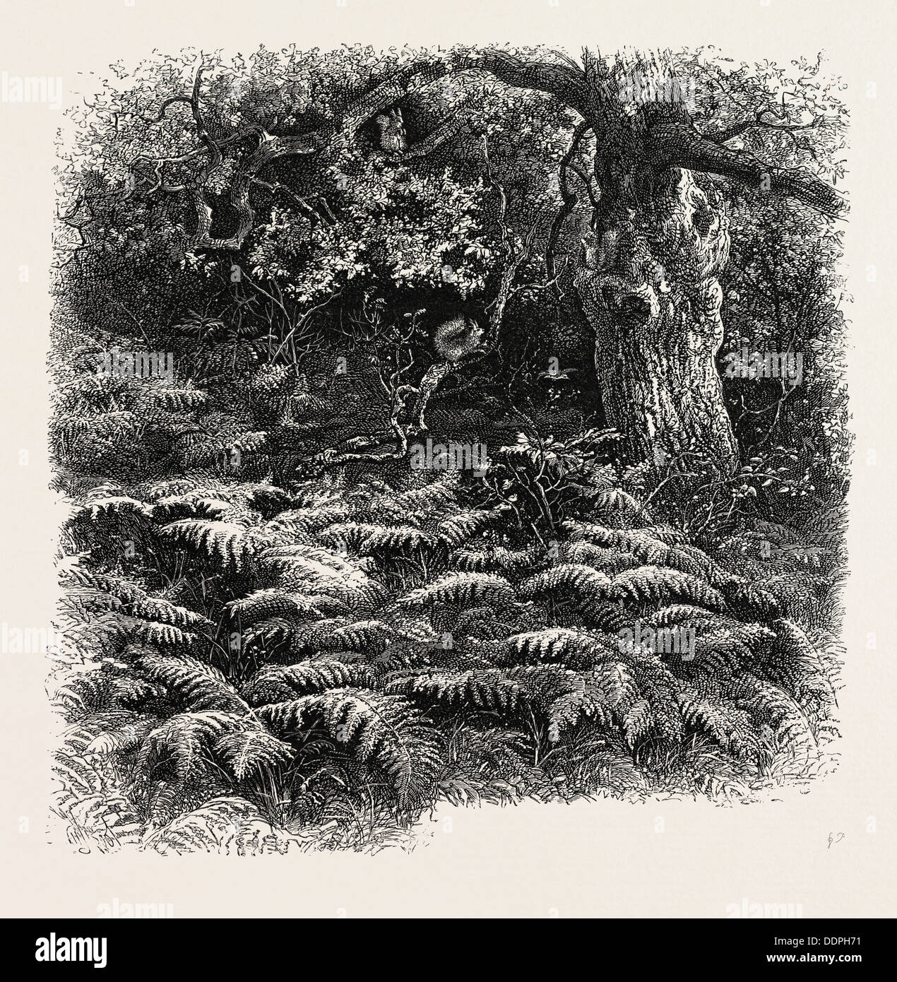 Breau hi-res stock photography and images - Alamy