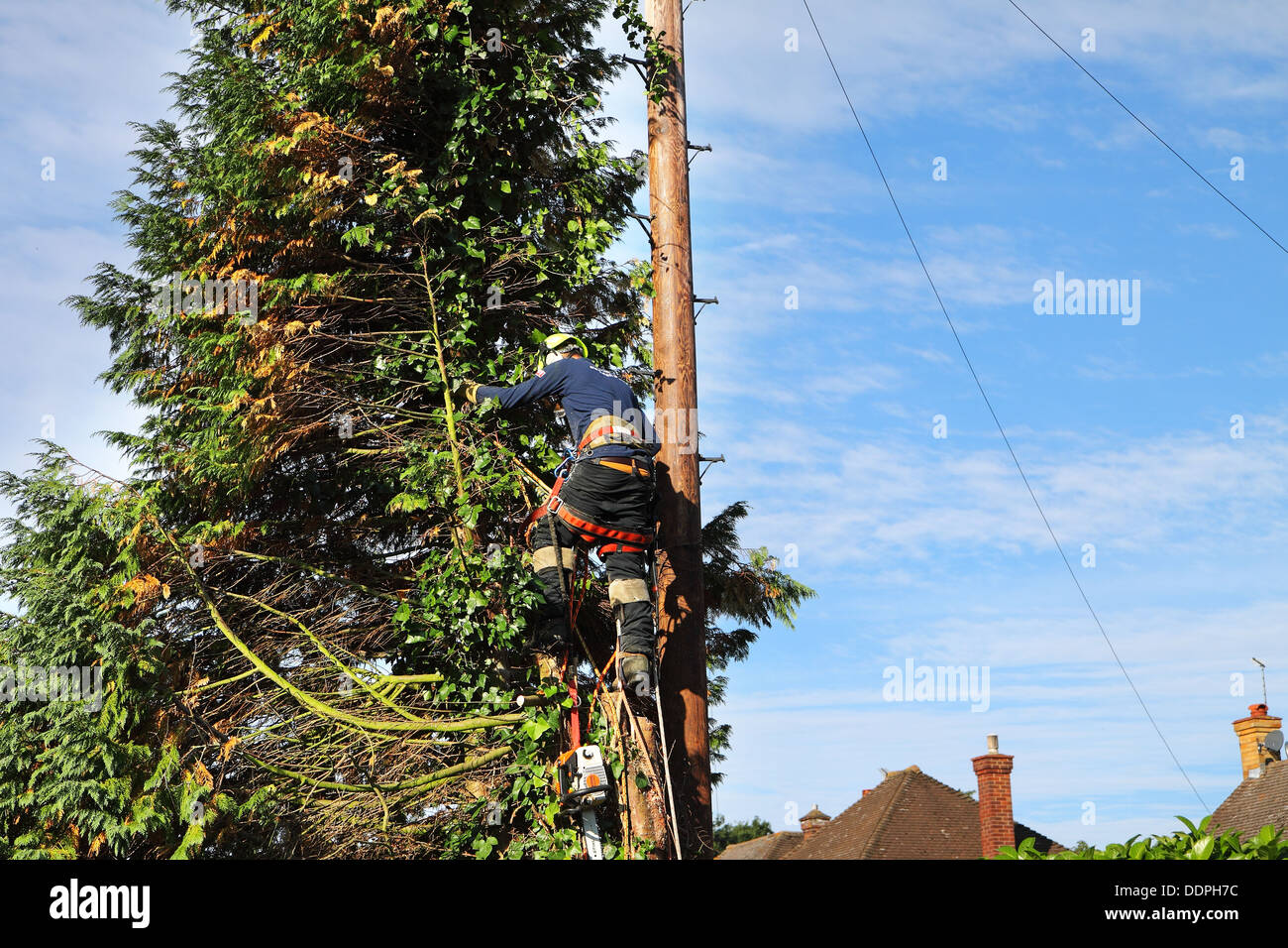 Man felling a fir tree with a chainsaw next to a telegraph pole Stock ...