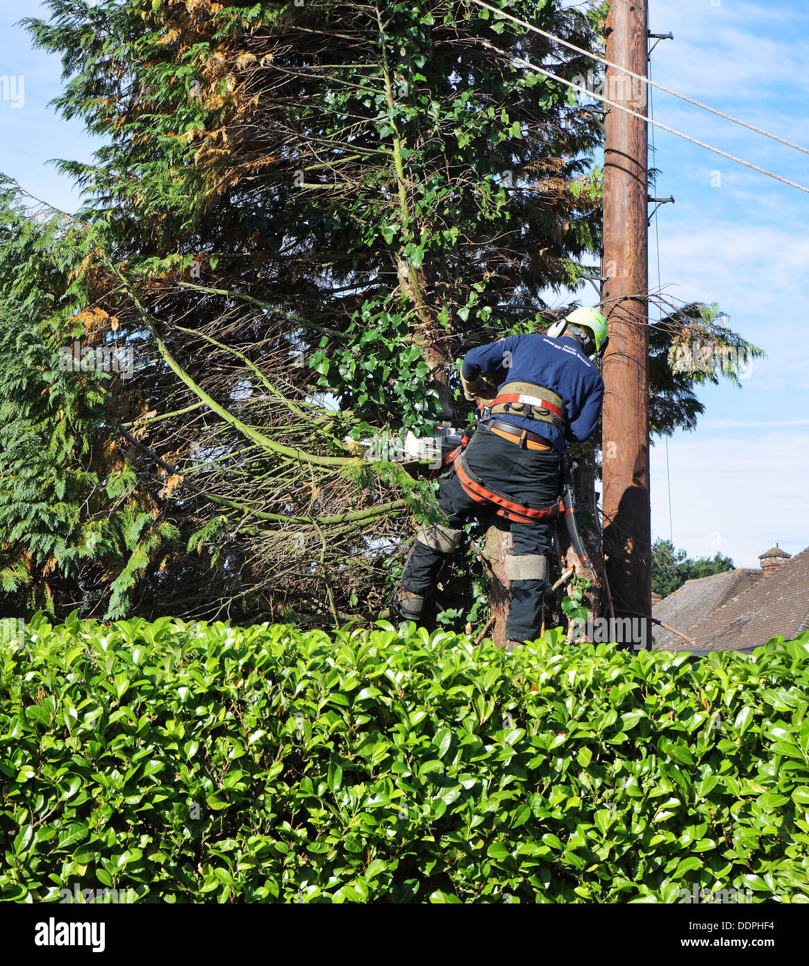 Man felling a fir tree with a chainsaw next to a telegraph pole Stock ...