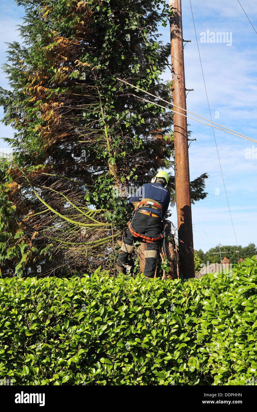 Man felling a fir tree with a chainsaw next to a telegraph pole Stock ...