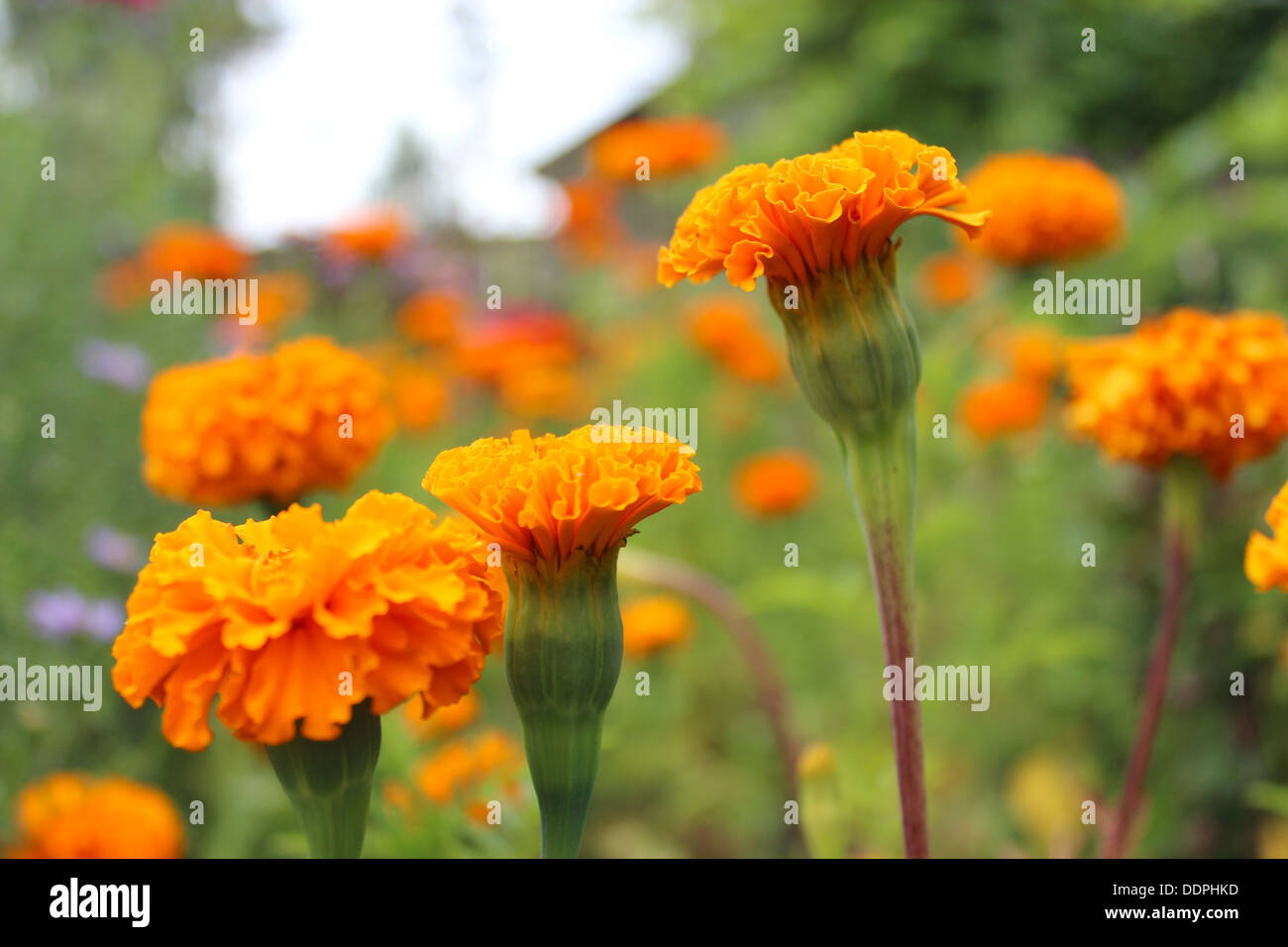 Ukrainian national flower hi-res stock photography and images - Alamy