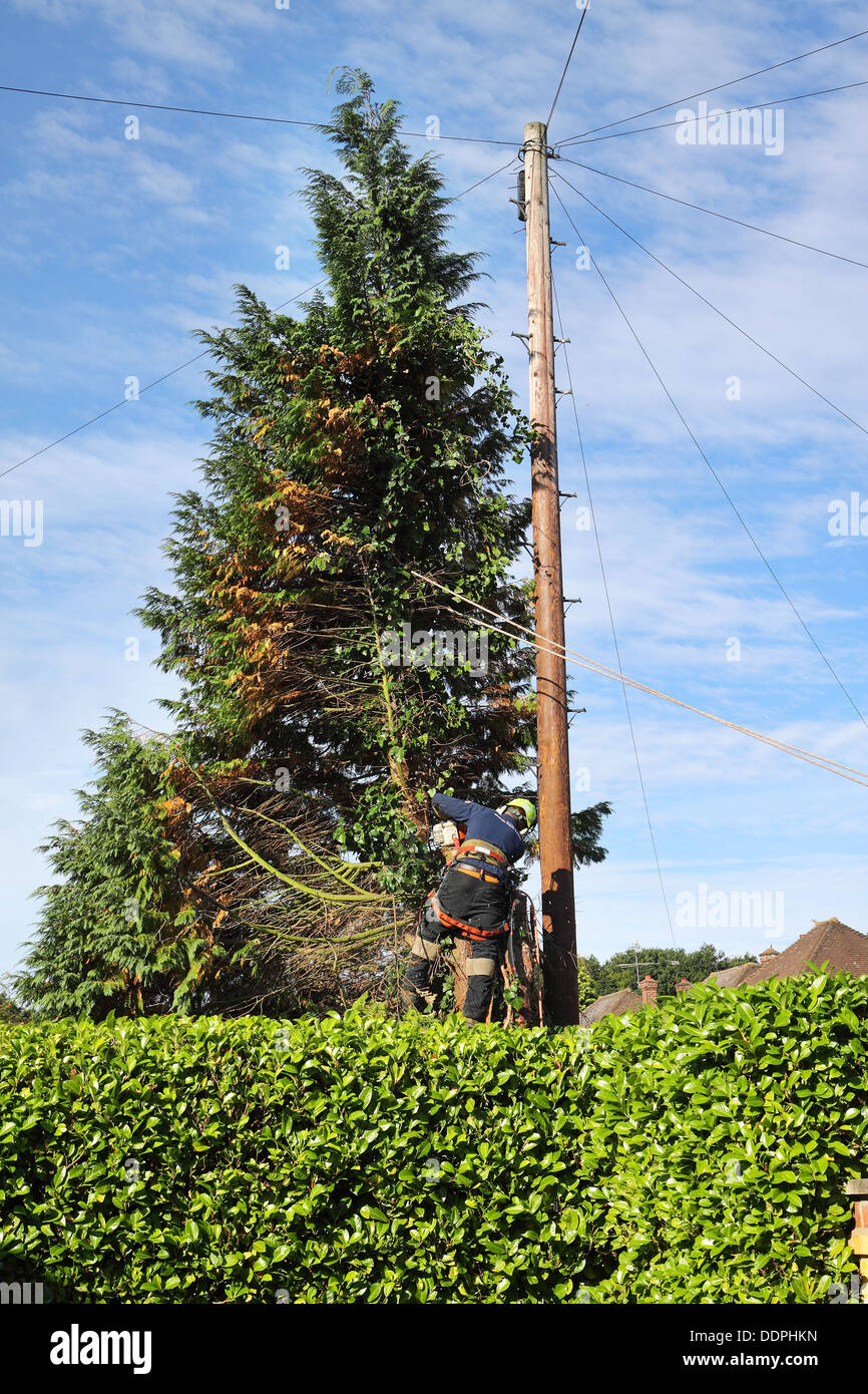 Man felling a fir tree with a chainsaw next to a telegraph pole Stock ...