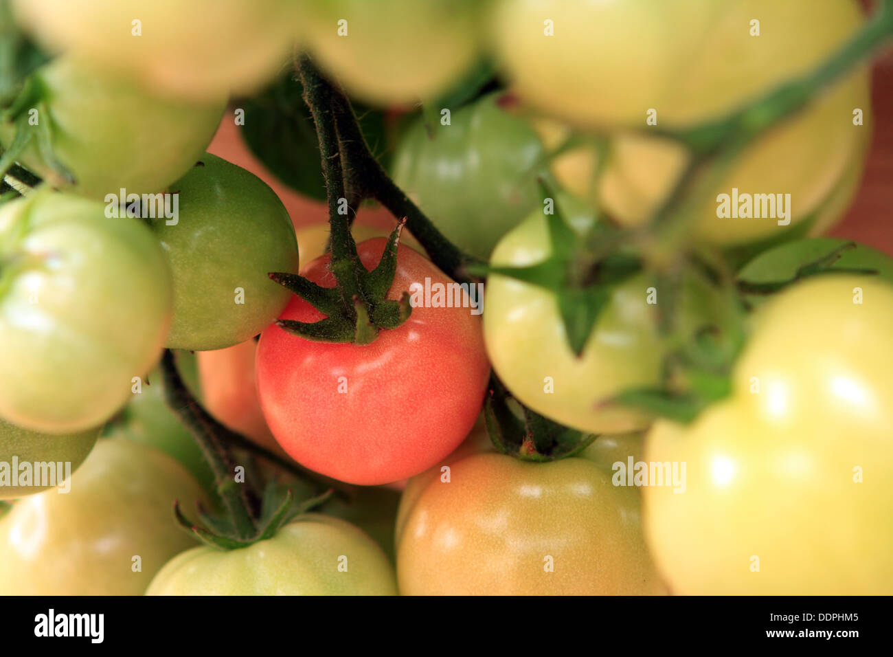 Bush tomato hi-res stock photography and images - Alamy