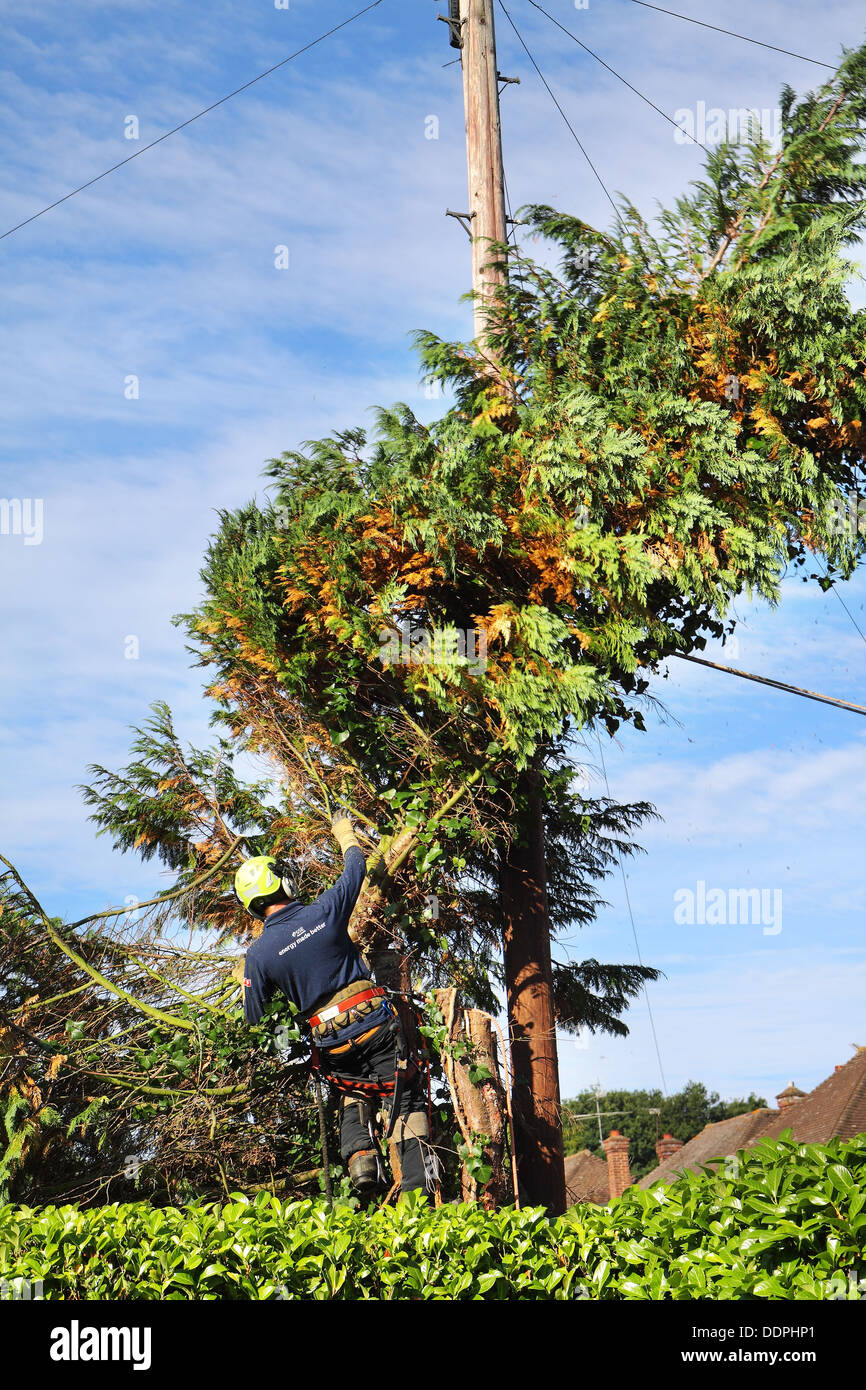 Man felling a fir tree with a chainsaw next to a telegraph pole Stock ...