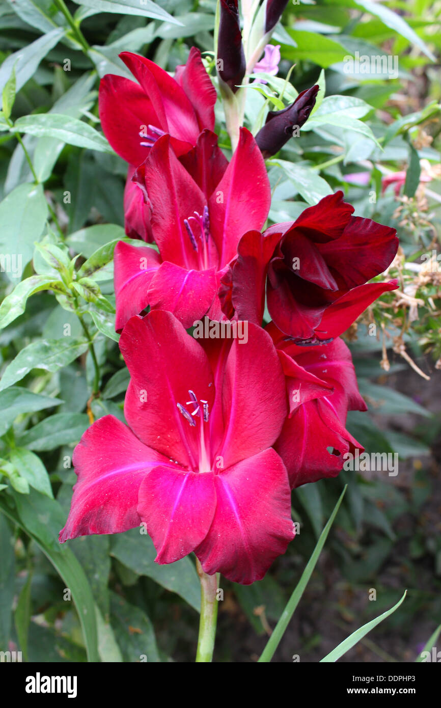 beautiful and bright flower of red gladiolus Stock Photo - Alamy
