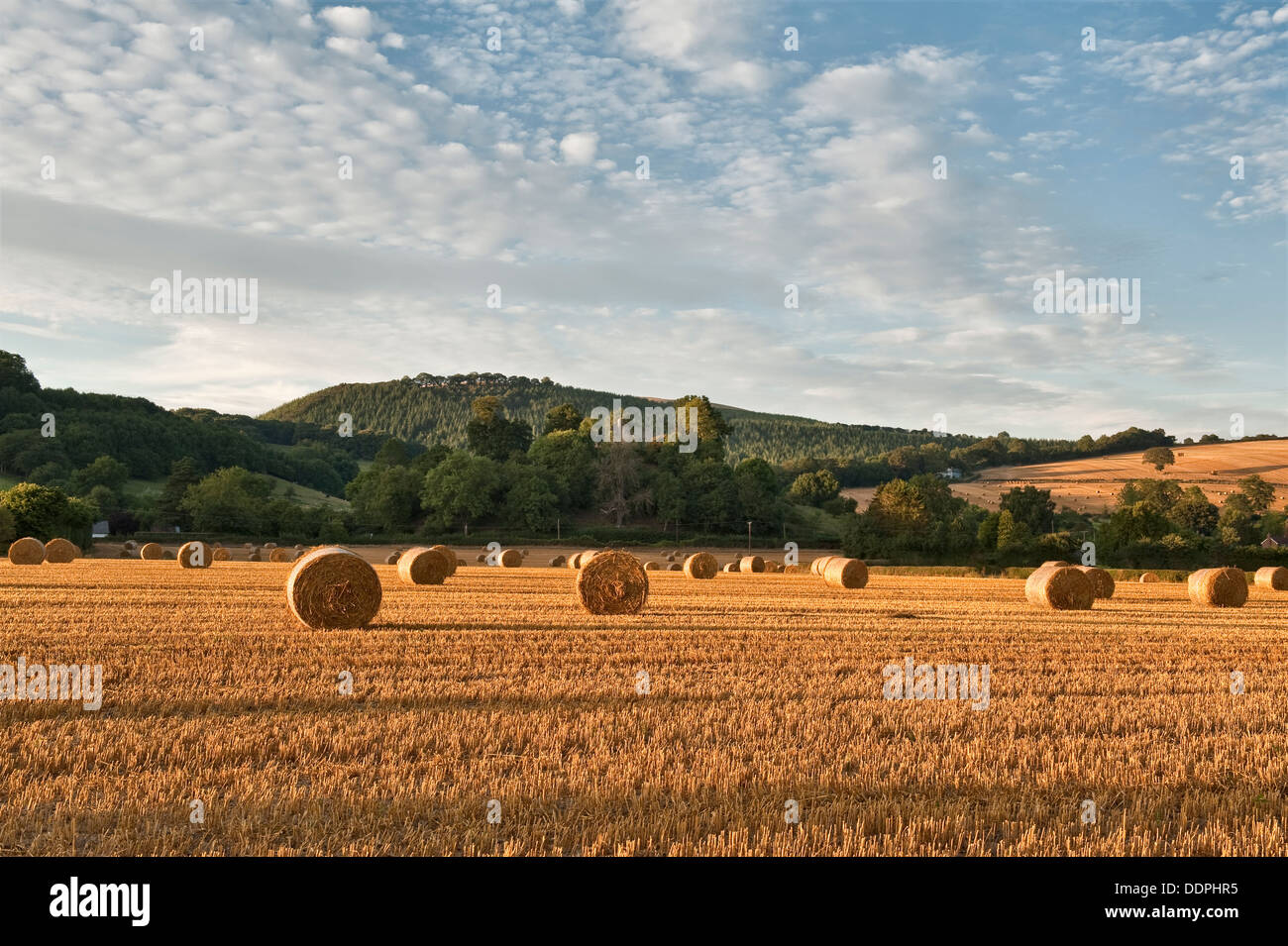 The distant ruins of Stapleton Castle, Herefordshire (near Presteigne ...