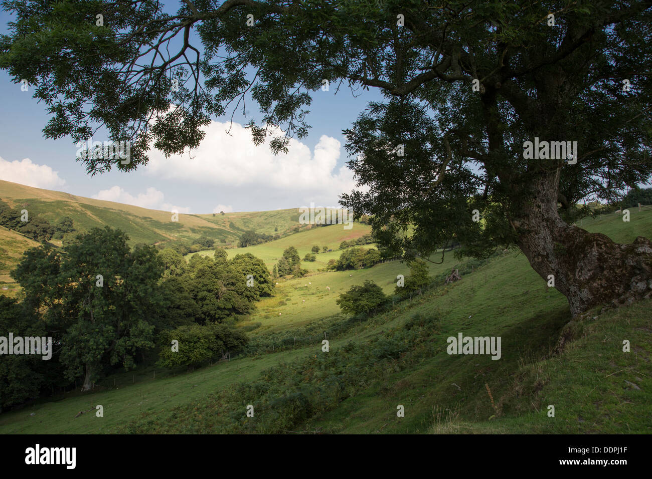 The Long Mynd from near Medlicott, Shropshire, England, UK Stock Photo ...