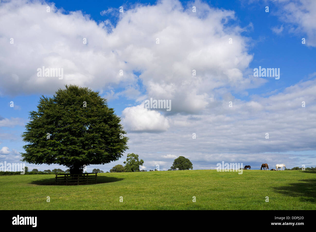Irish National Stud in Kildare, Ireland Stock Photo - Alamy