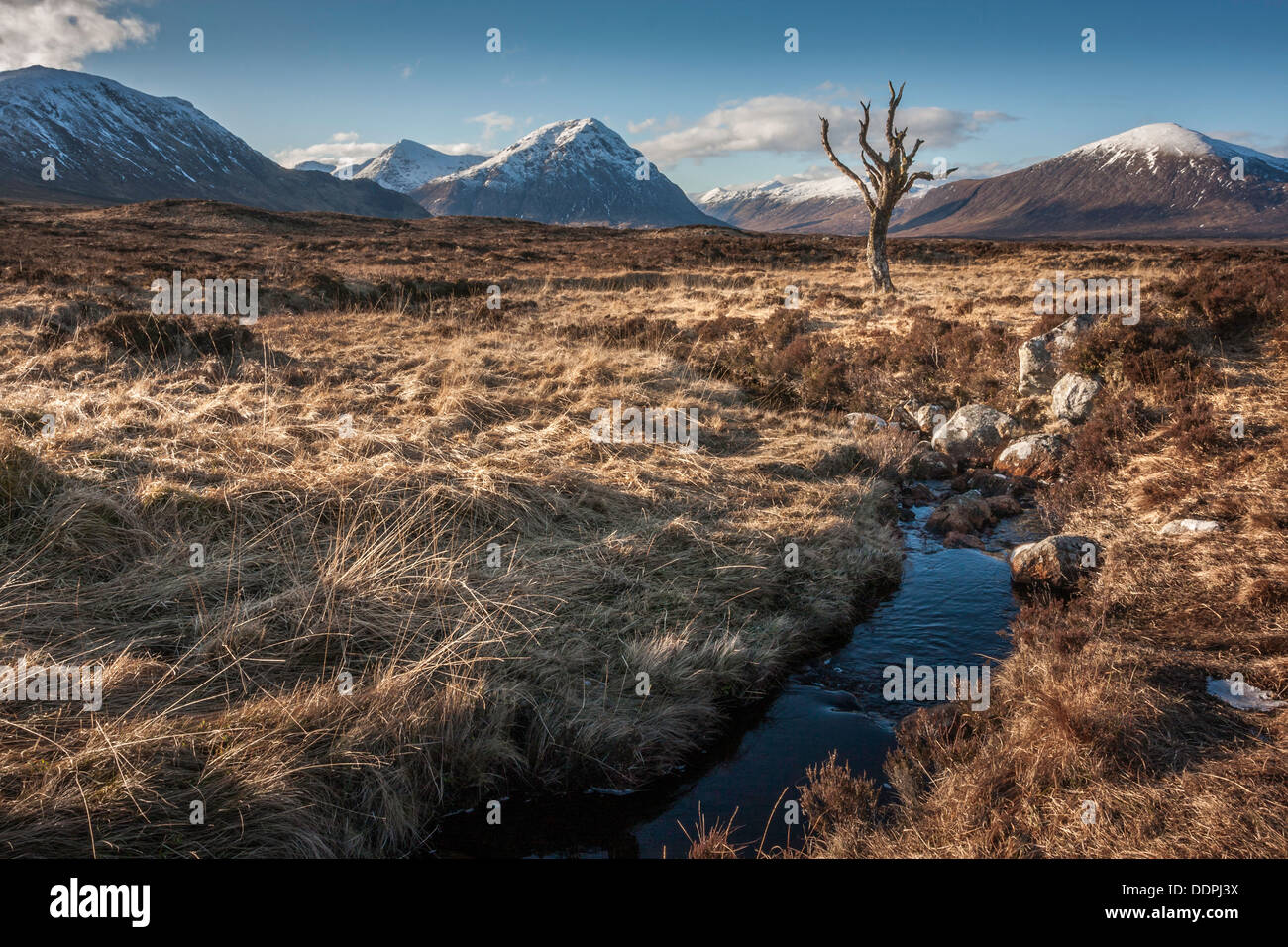 Lone tree in winter scene, Rannoch Moor, Scotland, United Kingdom Stock ...