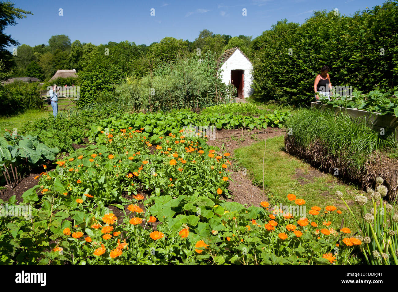 Garden of Kennixton Farmhouse from Gower Peninsula, St Fagans National ...