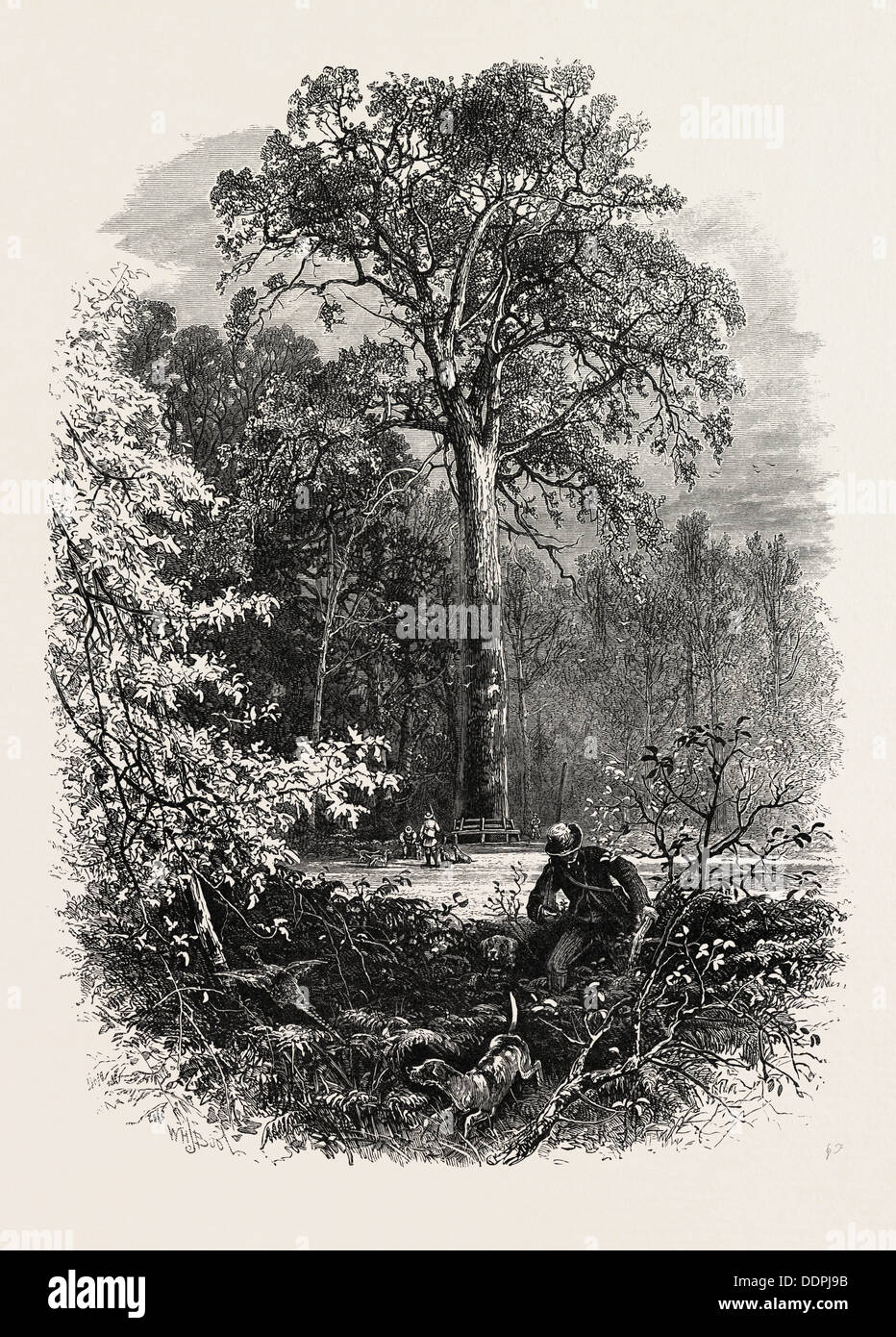 The Victoria Oak, Windsor Forest, the forest scenery of Great Britain ...