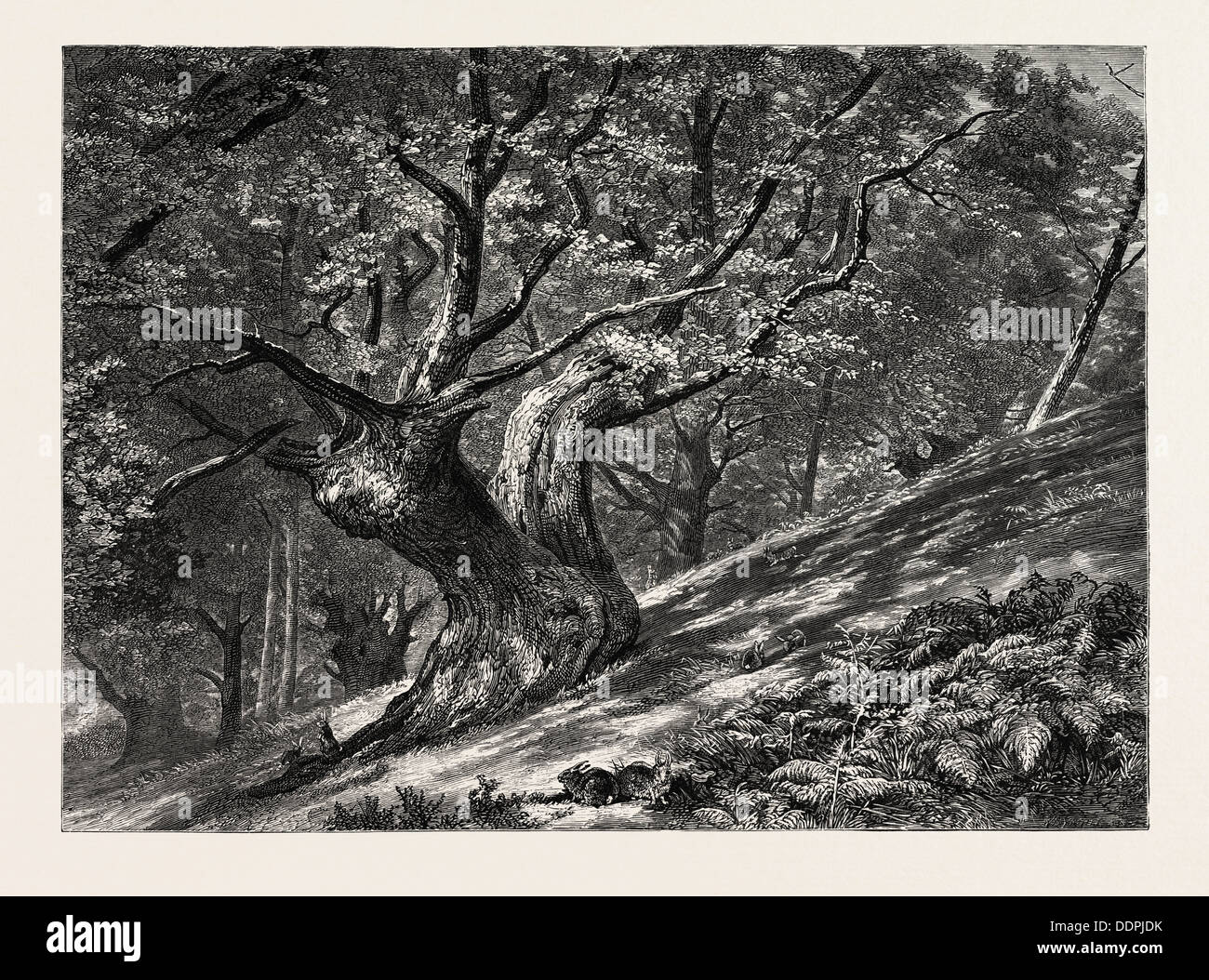 Coney hill hayes common kent hi-res stock photography and images - Alamy