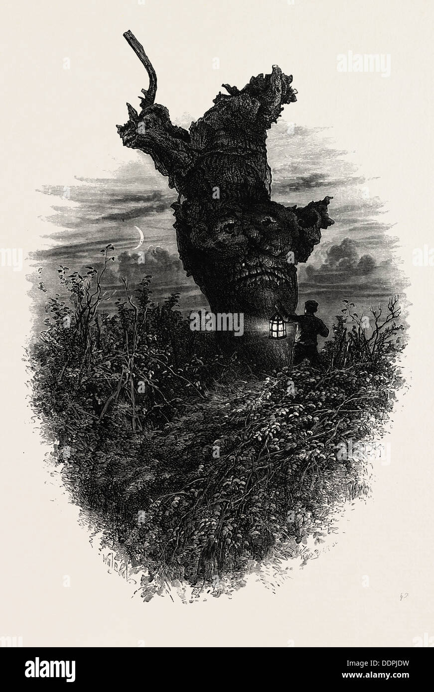 Giant oak near Cranbourne Tower, the forest scenery of Great Britain ...