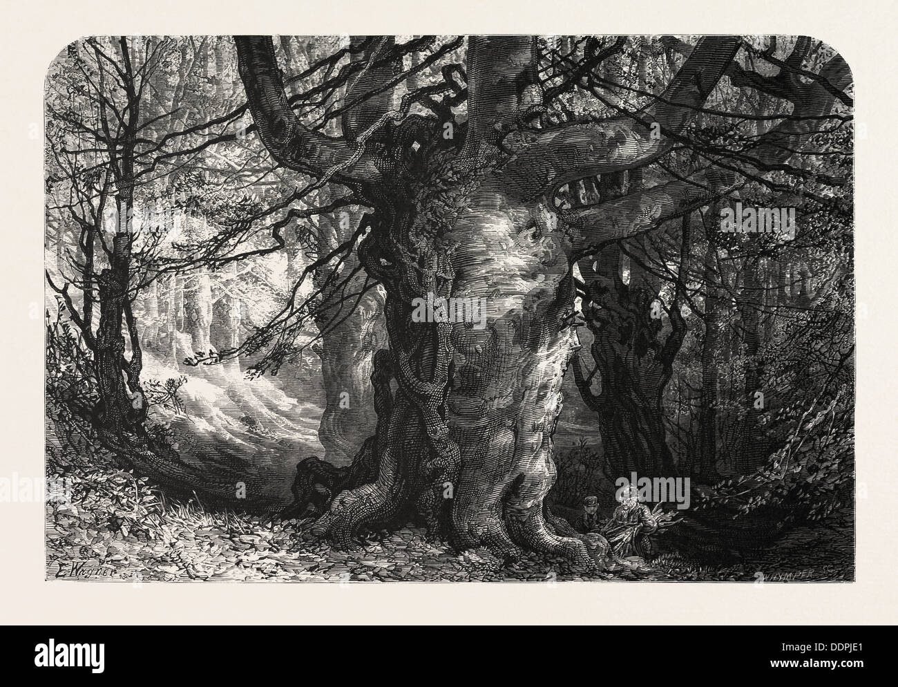 BURNHAM BEECHES, UK, Great Britain, United Kingdom, 19th century ...