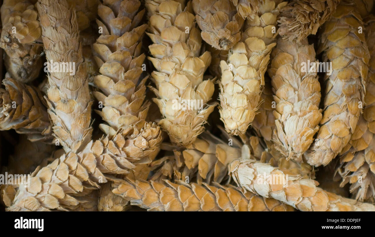 Close cones hi-res stock photography and images - Alamy