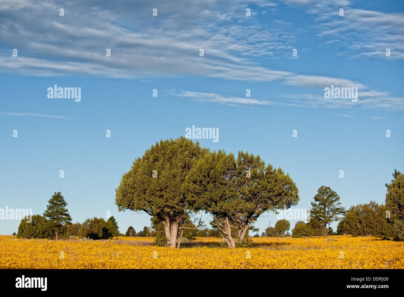 Pasture of Wild Flowers Stock Photo - Alamy