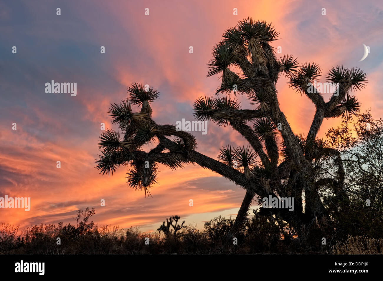 Joshua forest parkway hi-res stock photography and images - Alamy